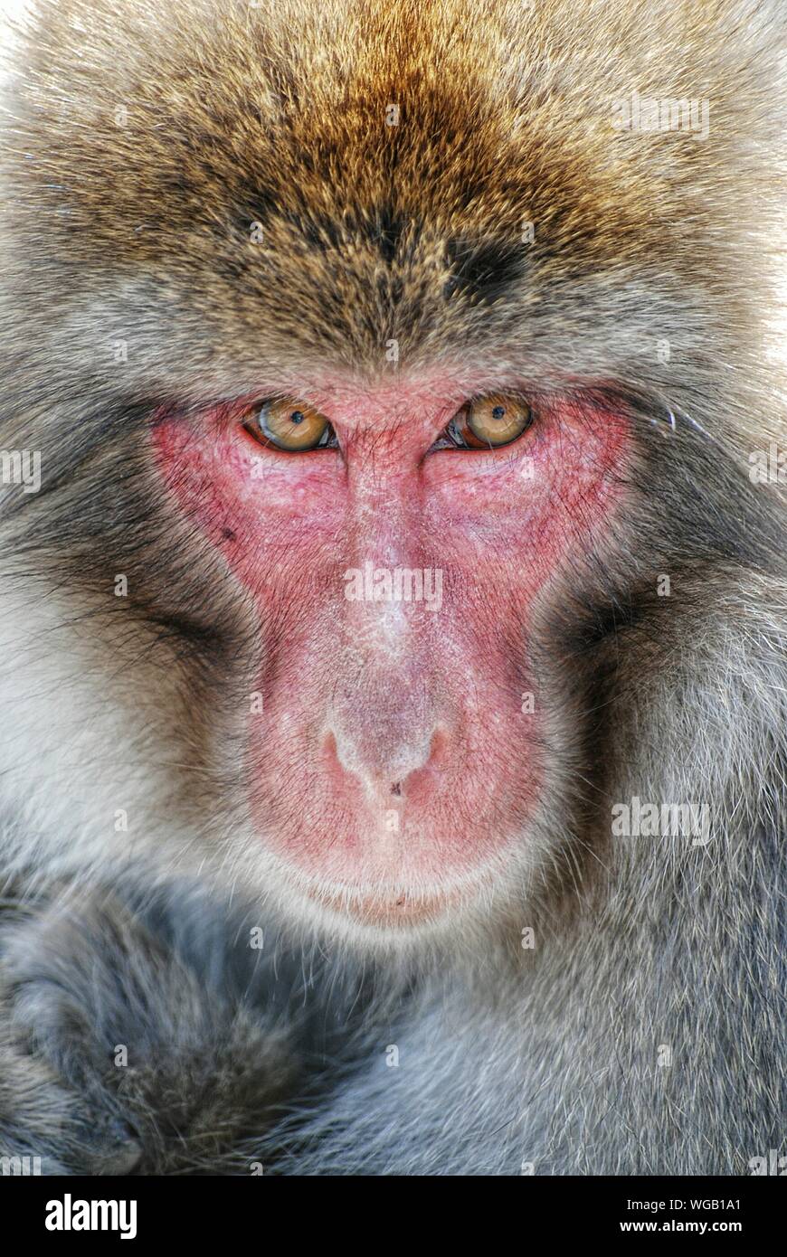 Face eyes serious hi-res stock photography and images - Alamy