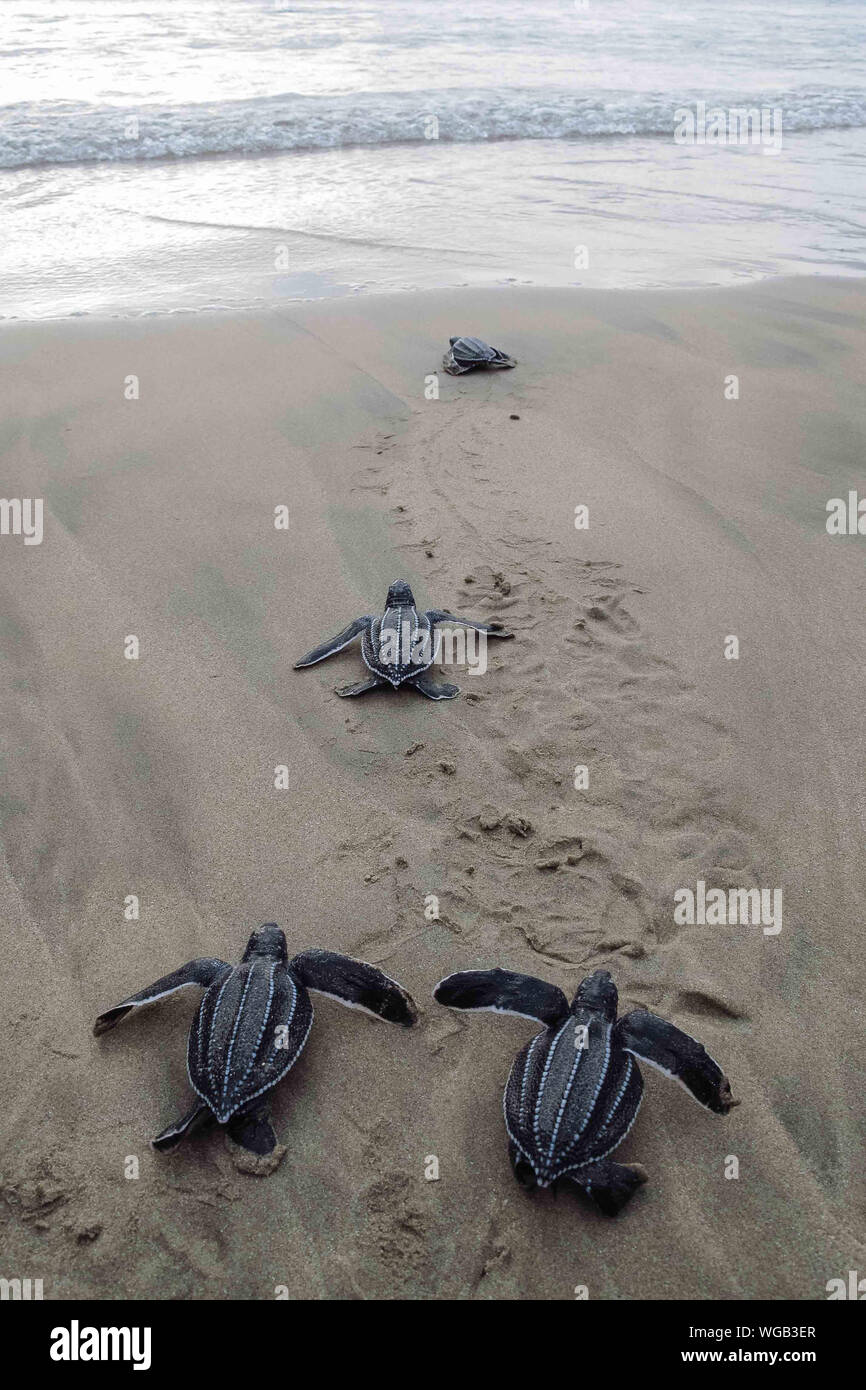 Leatherback turtle beach hi-res stock photography and images - Alamy