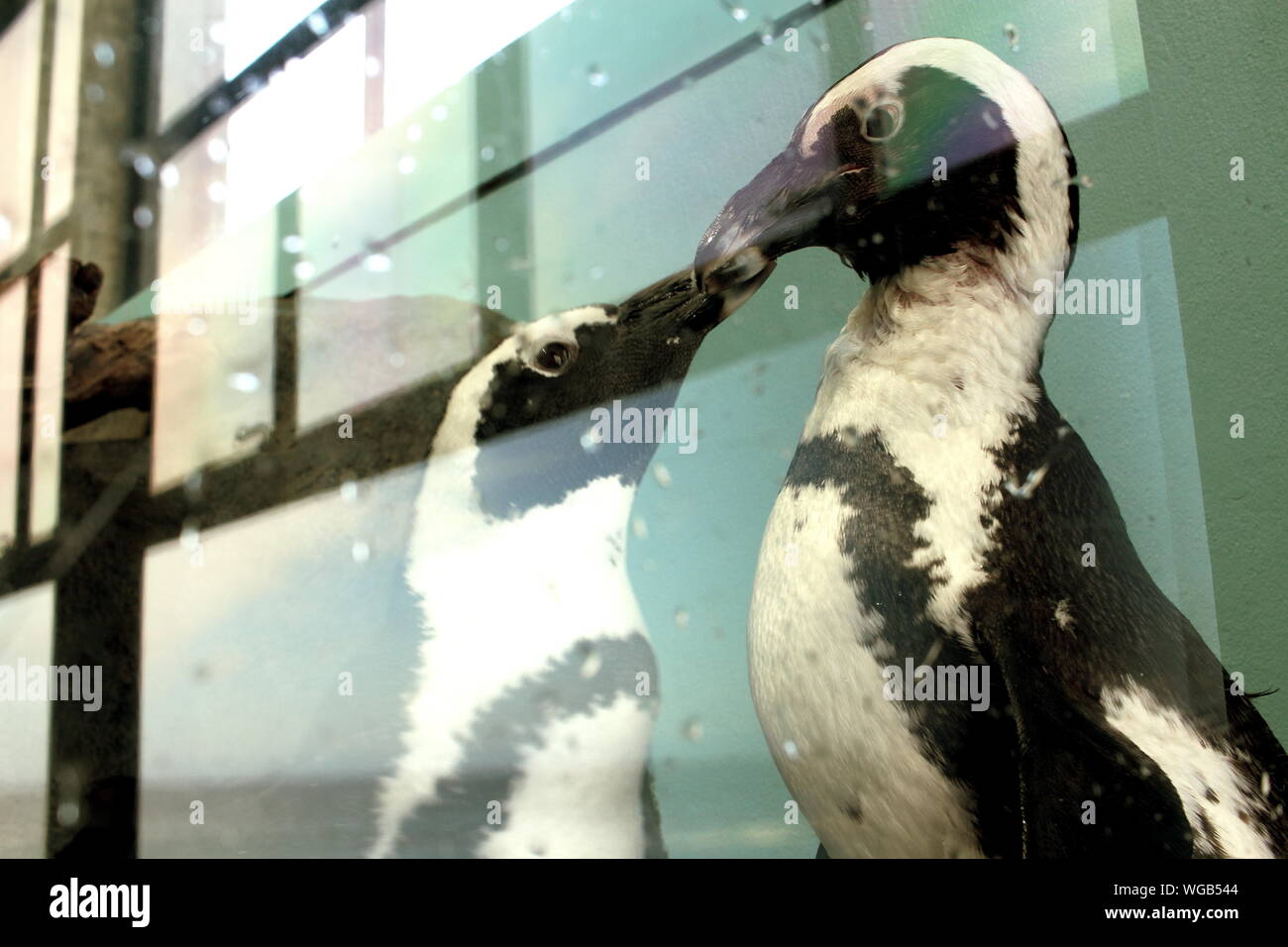 Glass Penguin Stock Photos & Glass Penguin Stock Images - Alamy