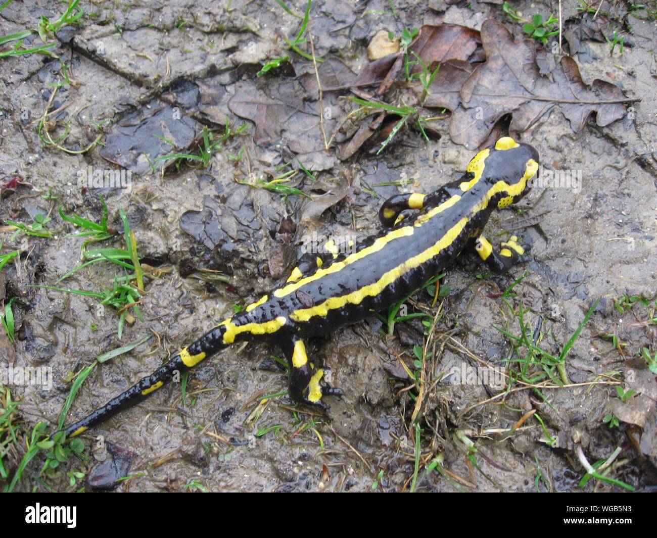 Land lizard hi-res stock photography and images - Alamy