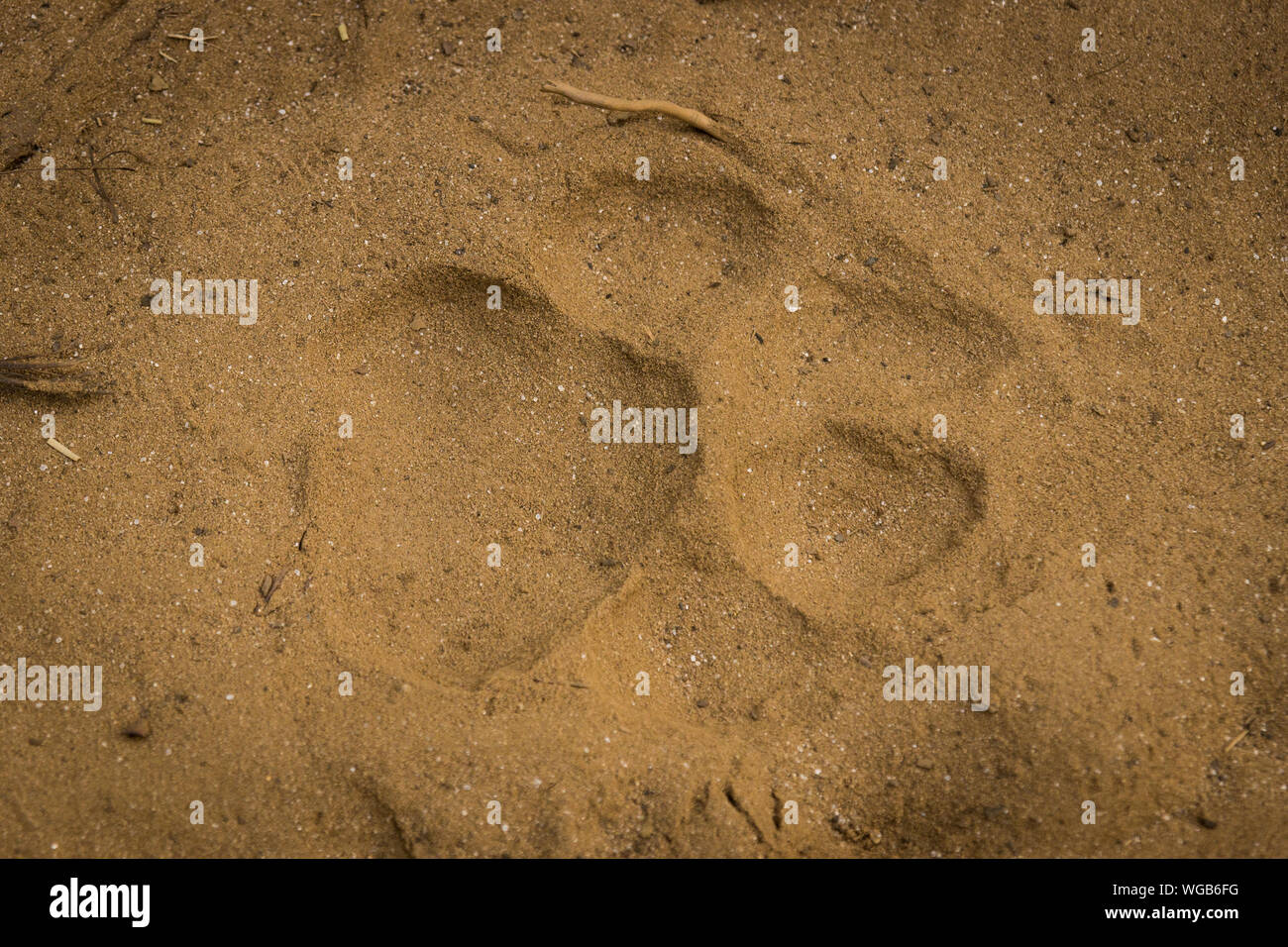 Footprint paw print sand hi-res stock photography and images - Alamy