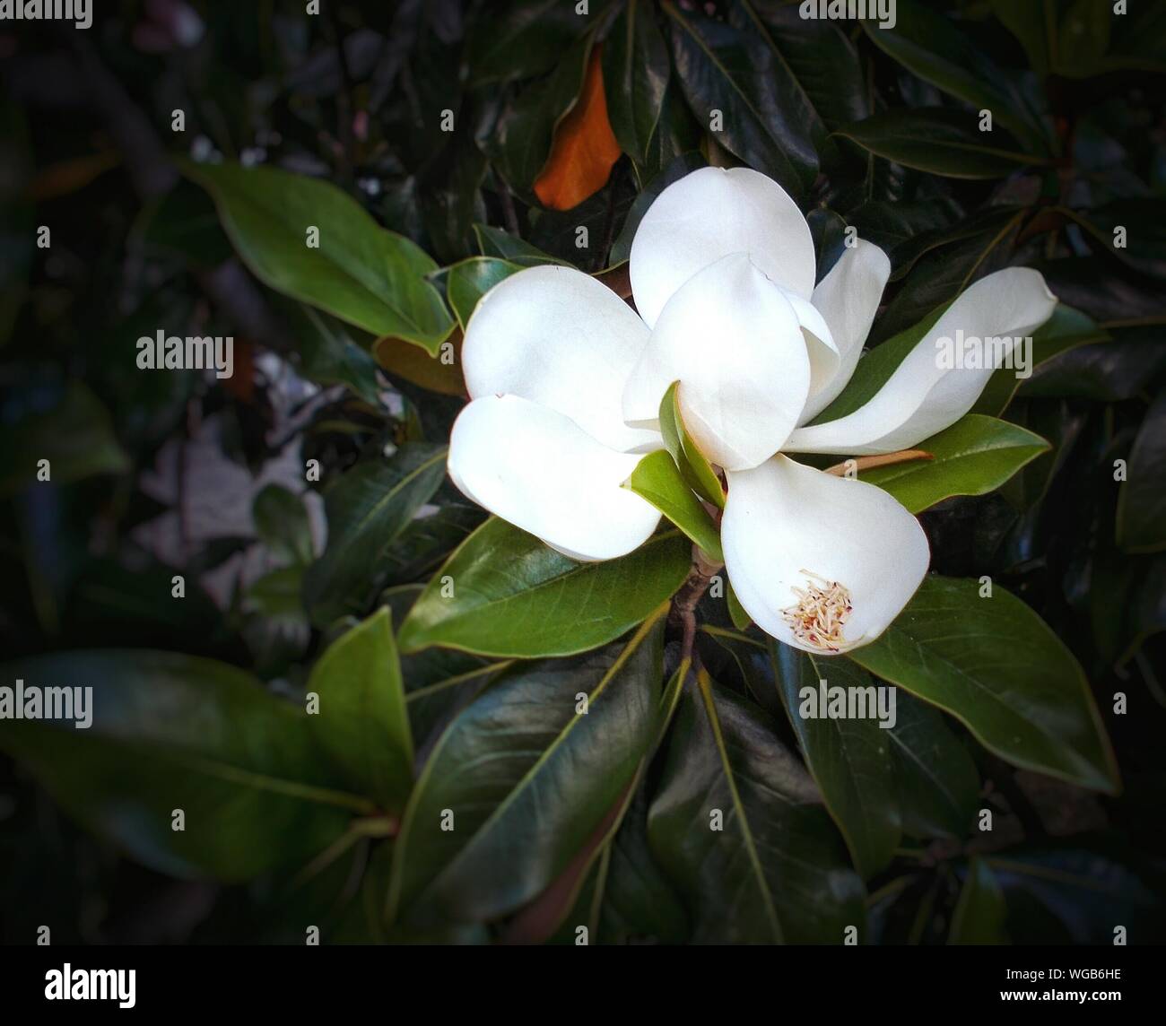 White gardenia hi-res stock photography and images - Alamy
