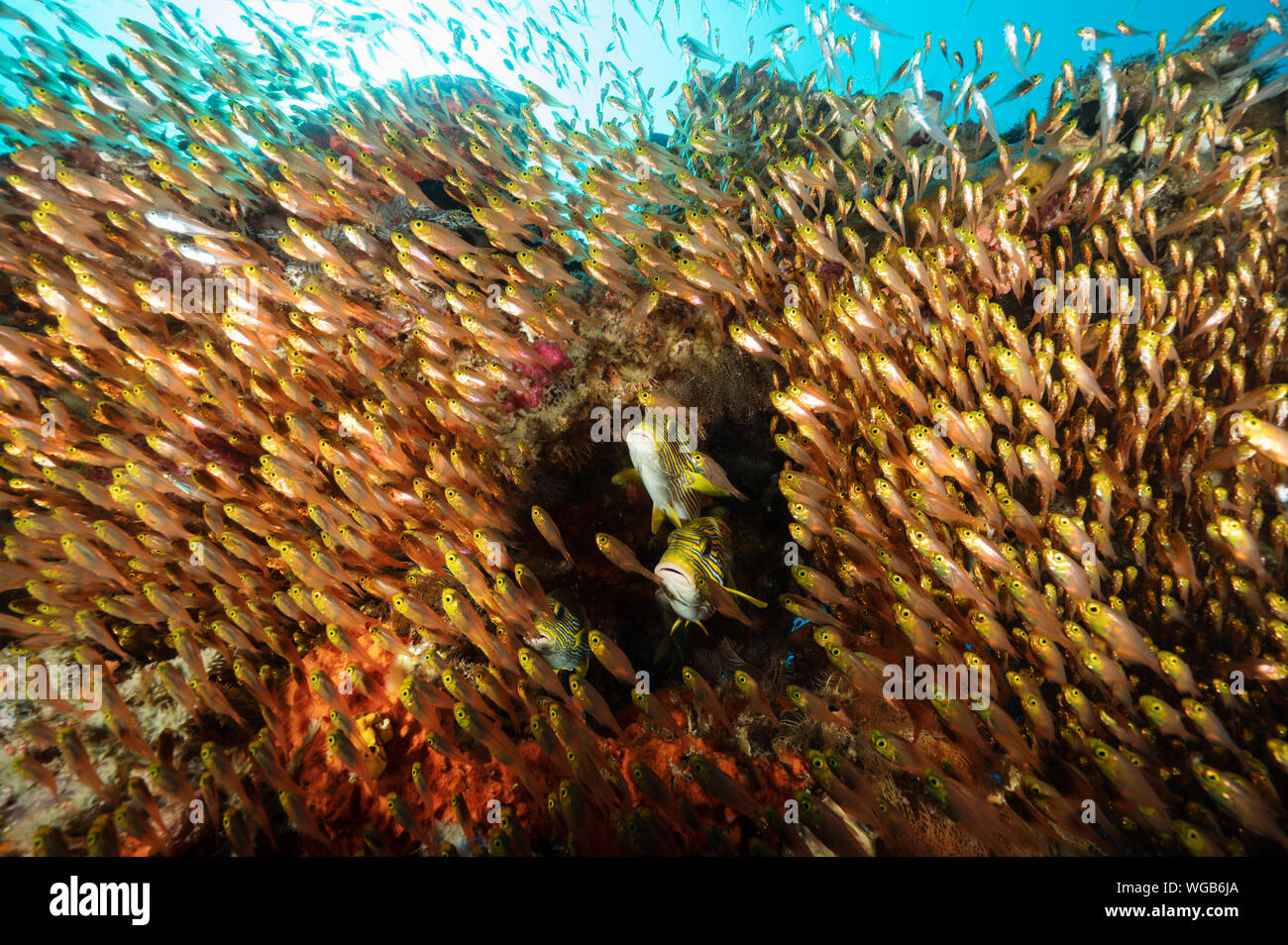 Colorful reef scenic with ribbon sweetlips, Plectorhinchus polytaenia ...