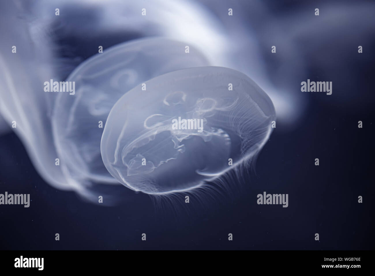 Deep sea float fish hi-res stock photography and images - Alamy