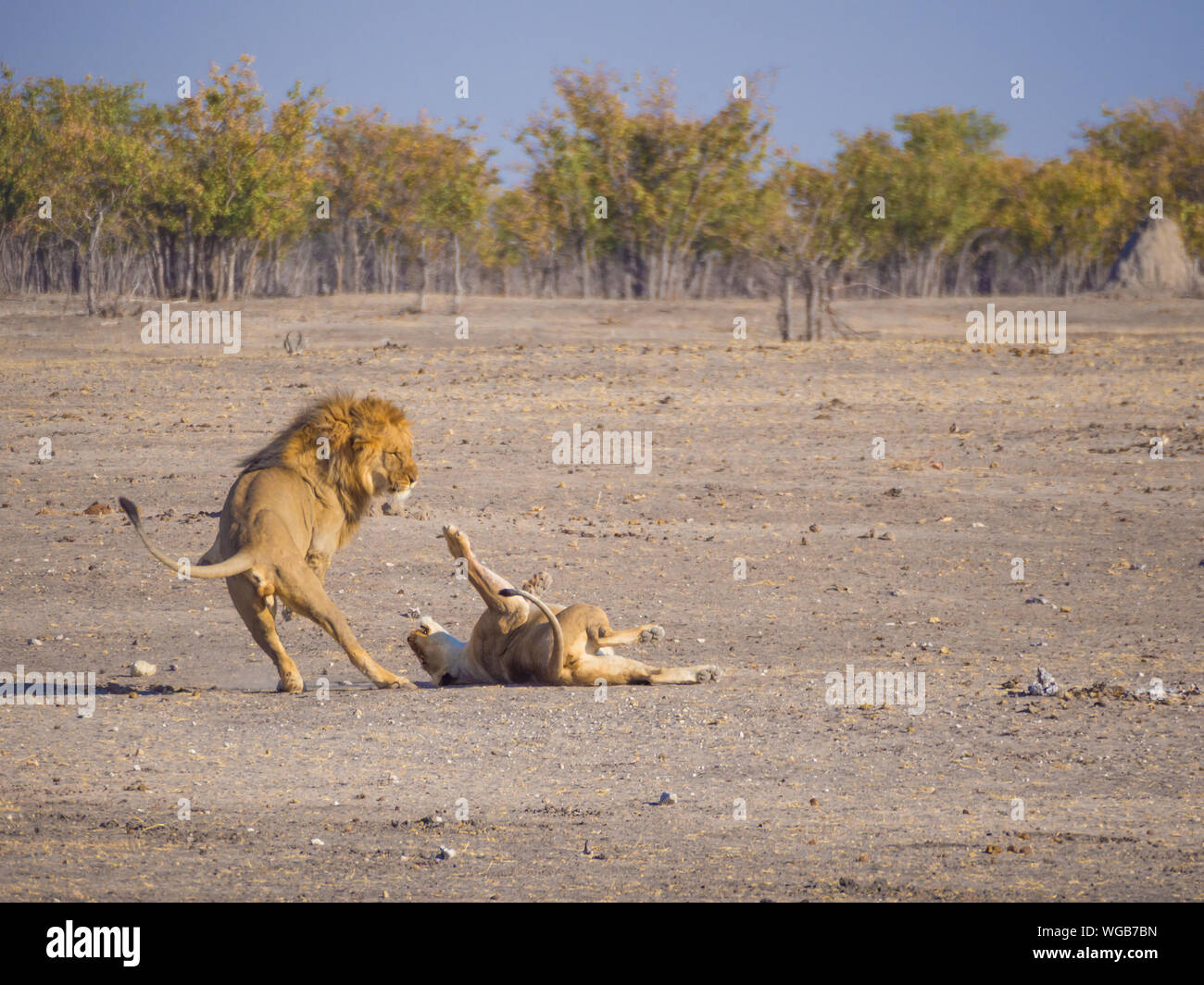 Male Female Lion Fighting High Resolution Stock Photography and Images ...