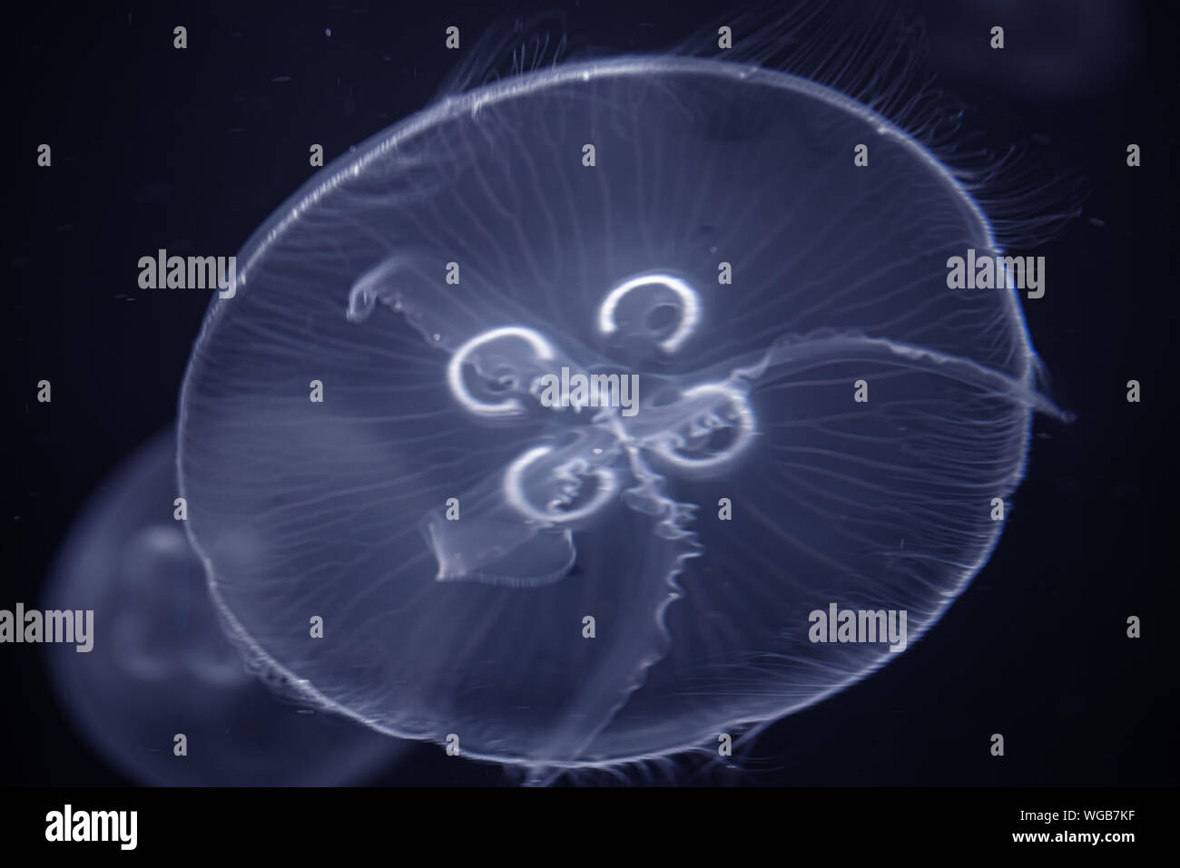 Deep sea float fish hi-res stock photography and images - Alamy