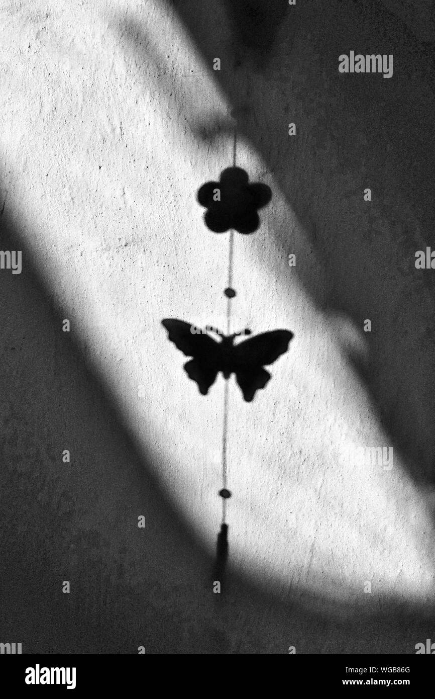 Shadow Of Butterfly High Resolution Stock Photography and Images - Alamy