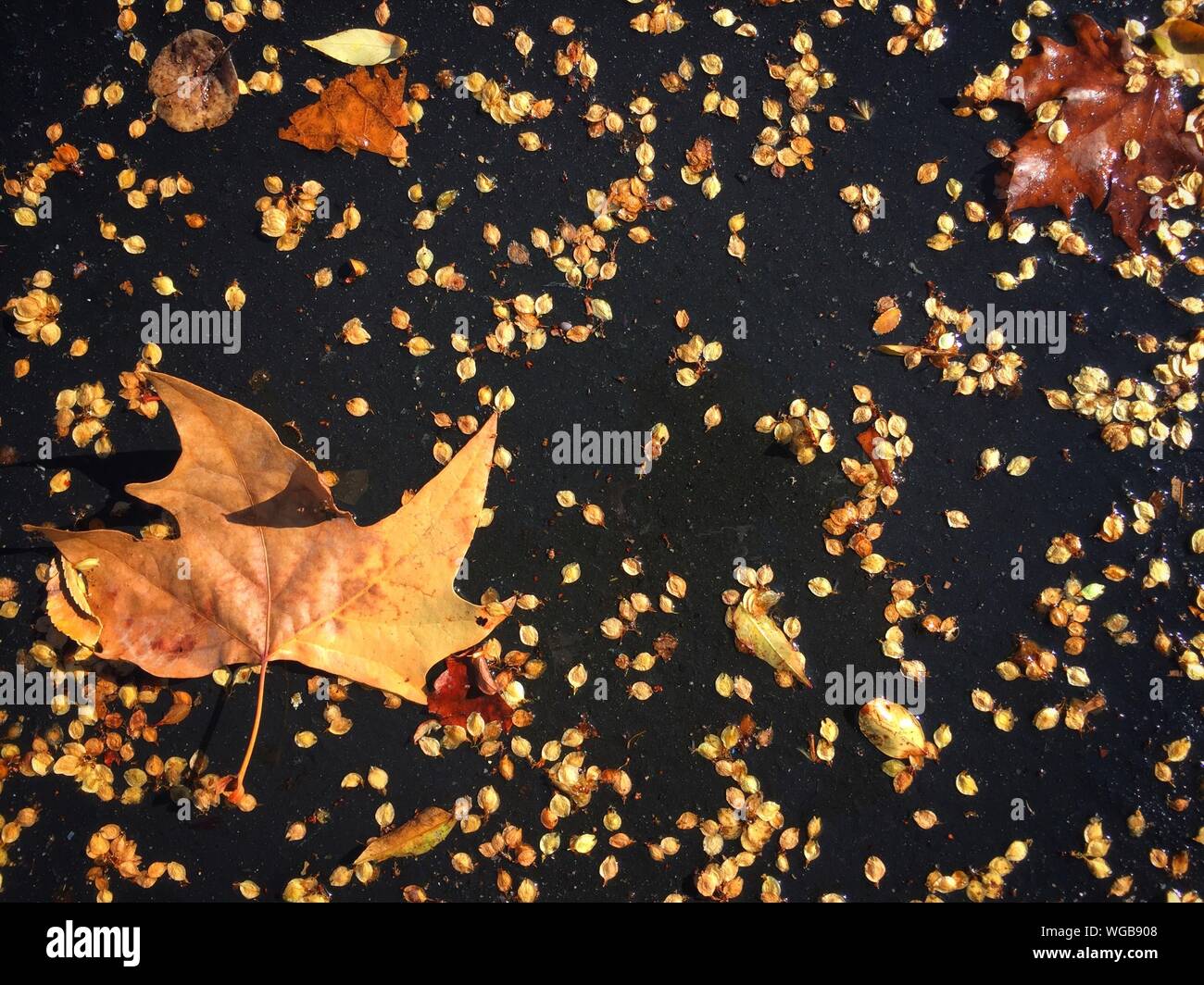 Floating Leaves High Resolution Stock Photography and Images - Alamy