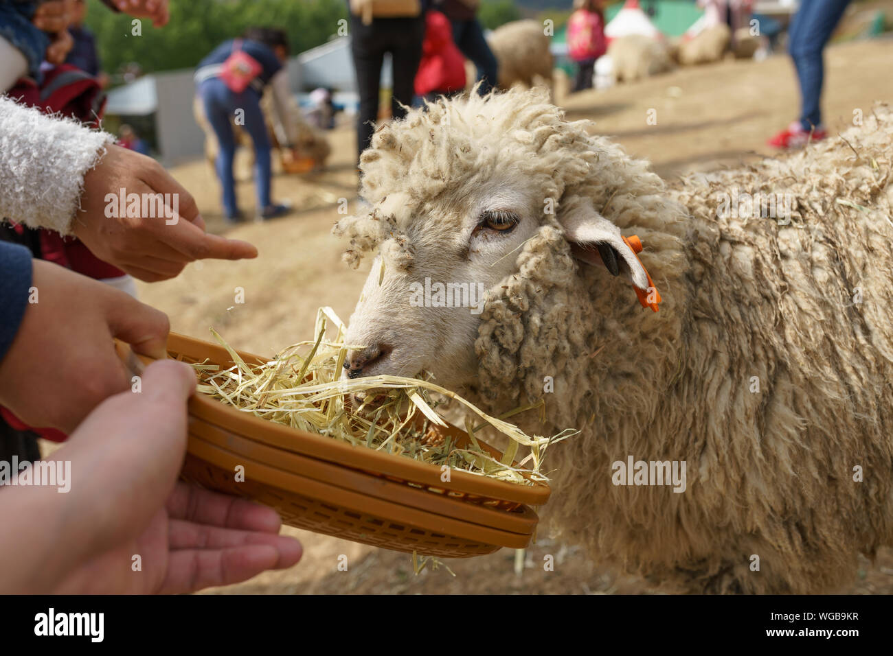 Hands sheep hi-res stock photography and images - Alamy