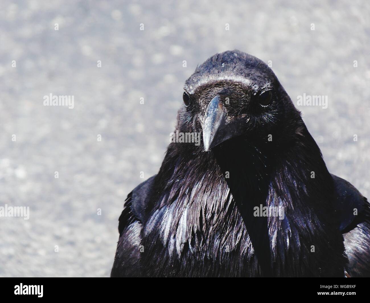 Raven foreground hi-res stock photography and images - Alamy