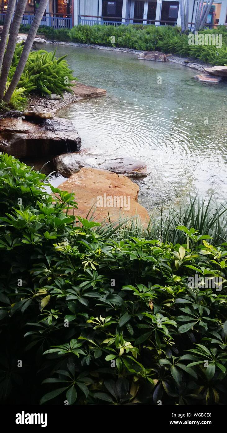 Plants of river hi-res stock photography and images - Alamy