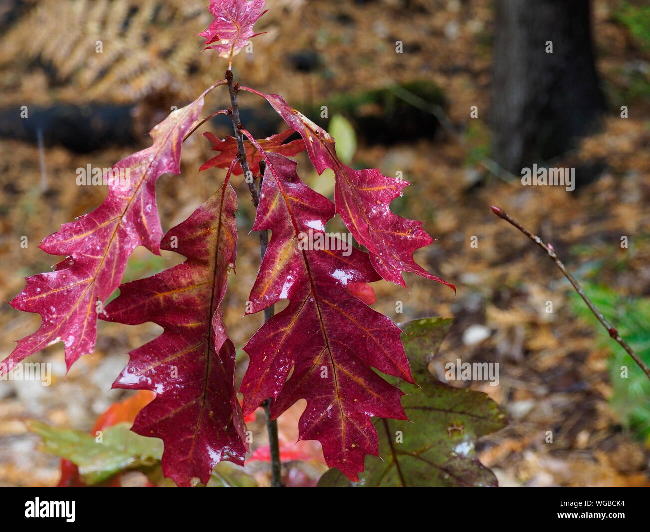 Leaves on an oak tree hi-res stock photography and images - Alamy