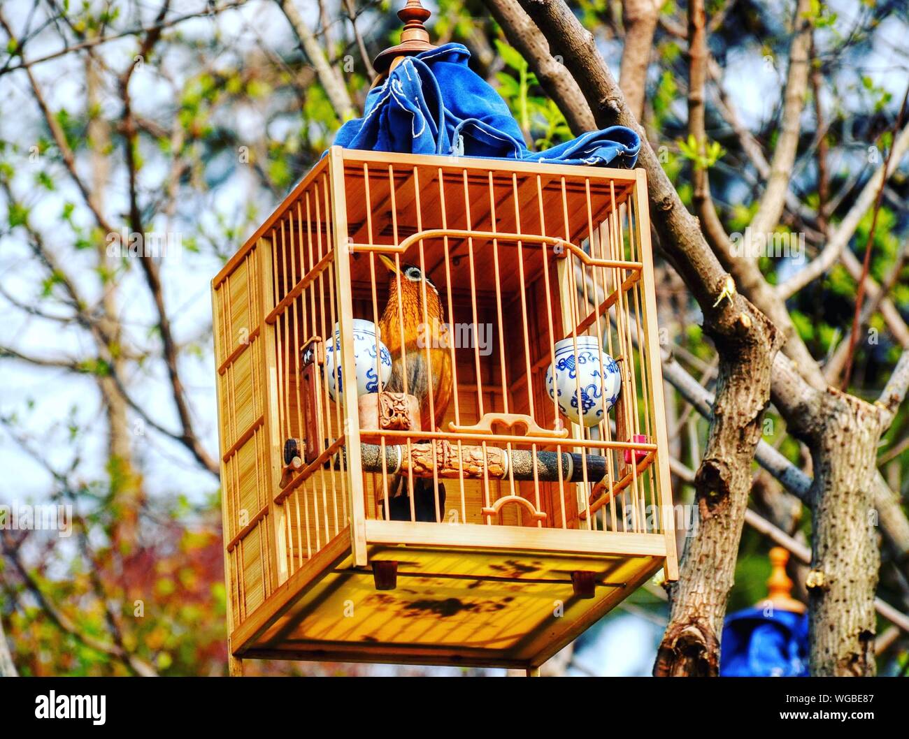Bird cage hanging hi-res stock photography and images - Alamy
