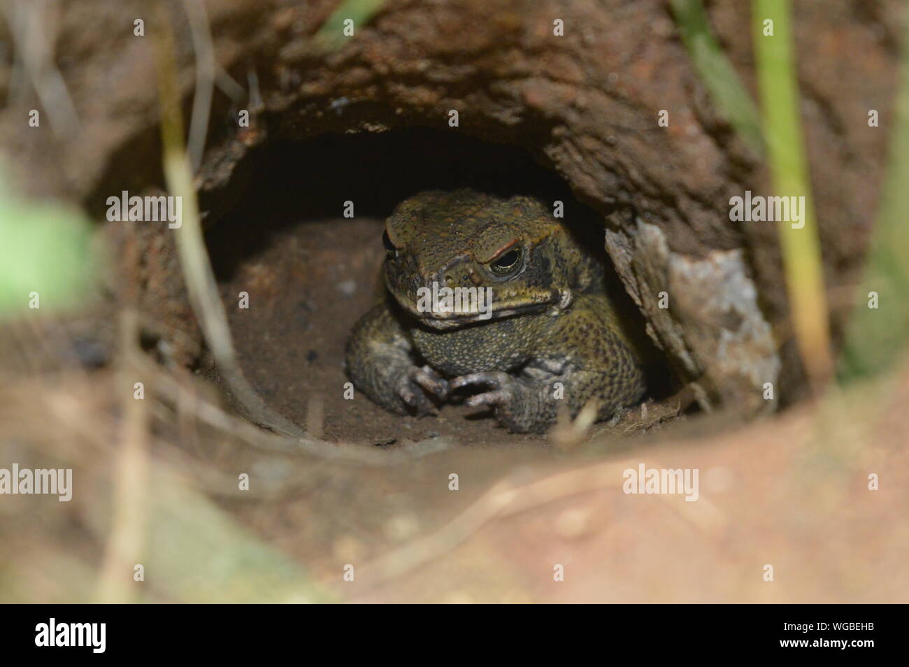 Amphibian in hole hi-res stock photography and images - Alamy