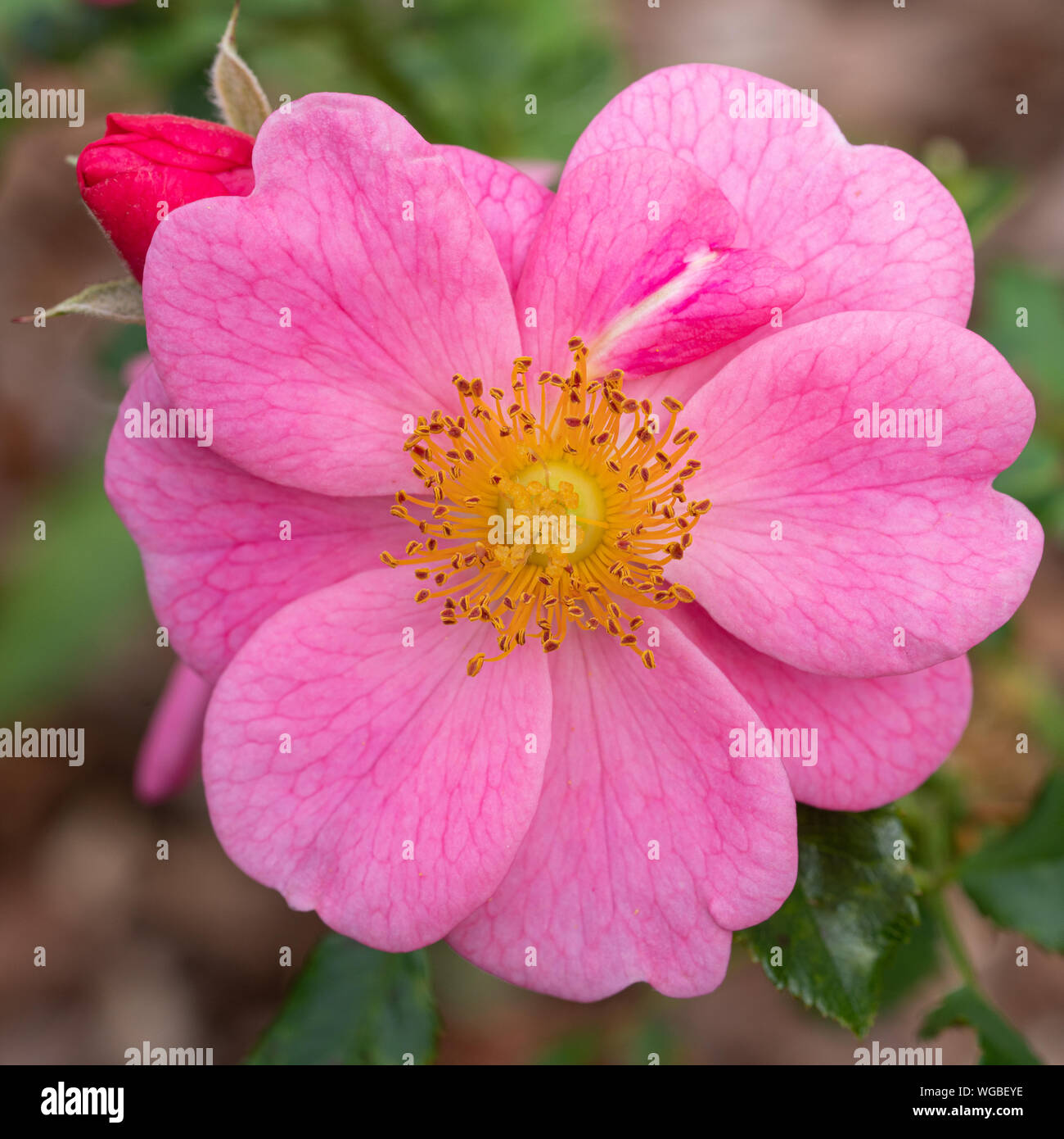 Dwarf rose hi-res stock photography and images - Alamy