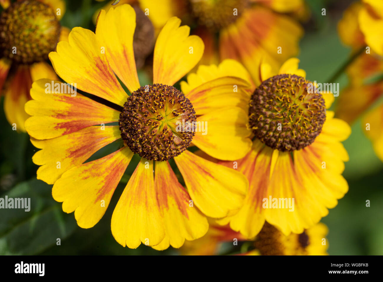 Helens Flower (Helenium), flowers of summertime Stock Photo - Alamy
