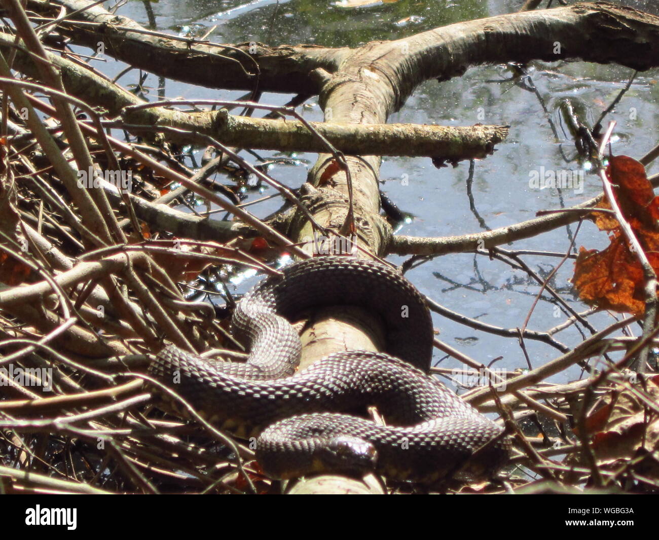 Python vertically climbing a tree : r/interestingasfuck
