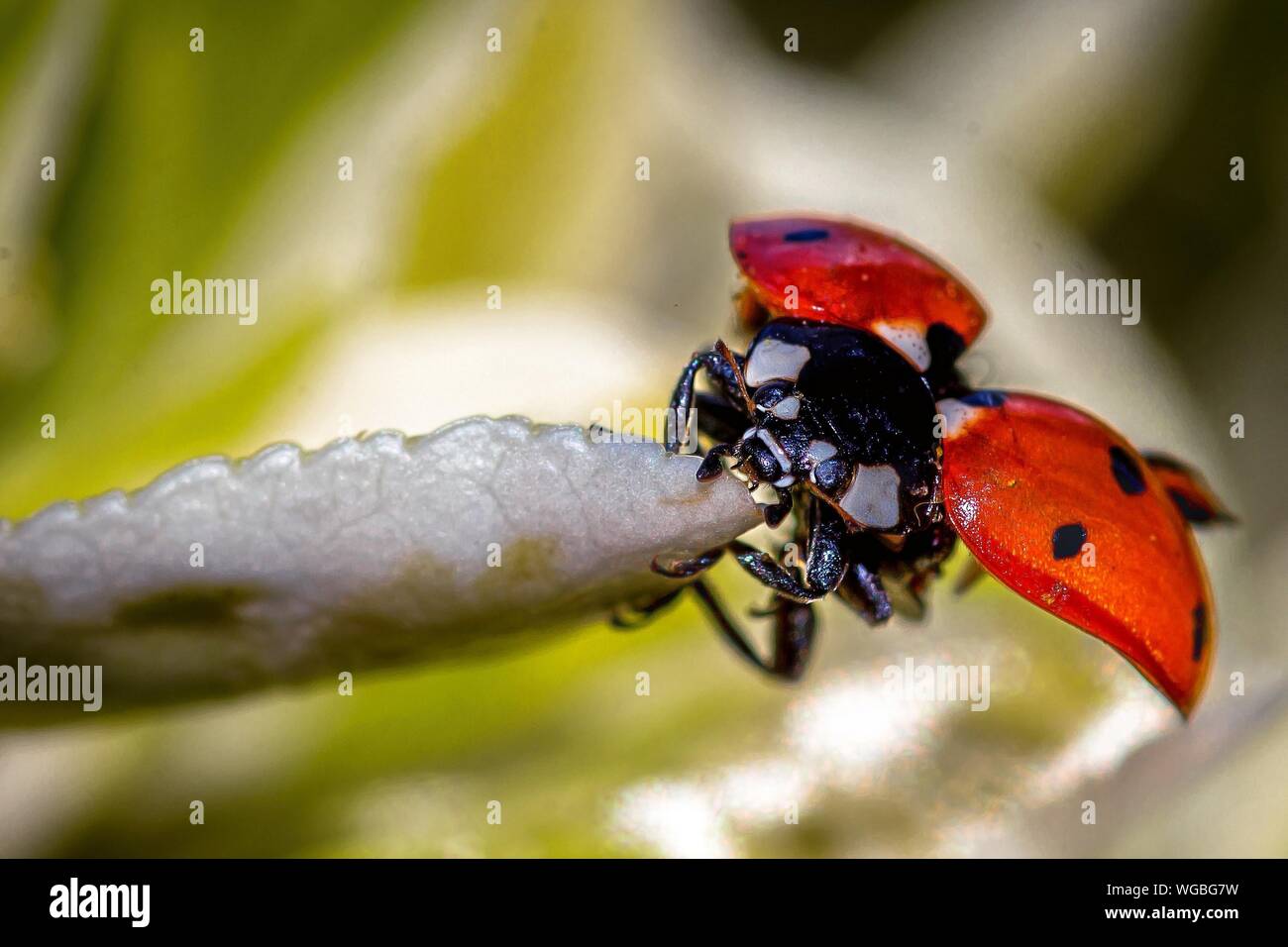 Wing of ladybug hi-res stock photography and images - Alamy