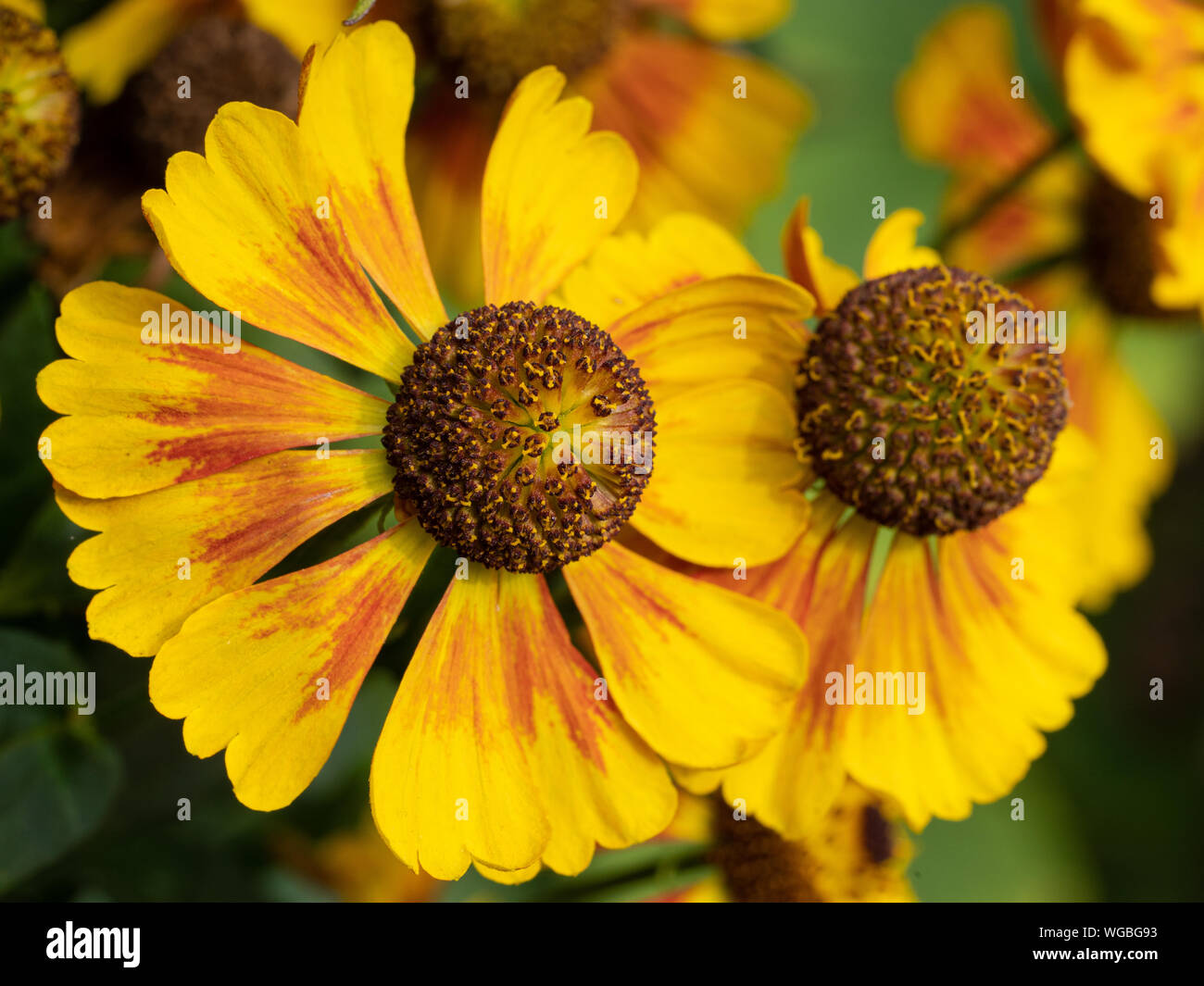 Helens Flower (Helenium), flowers of summertime Stock Photo - Alamy
