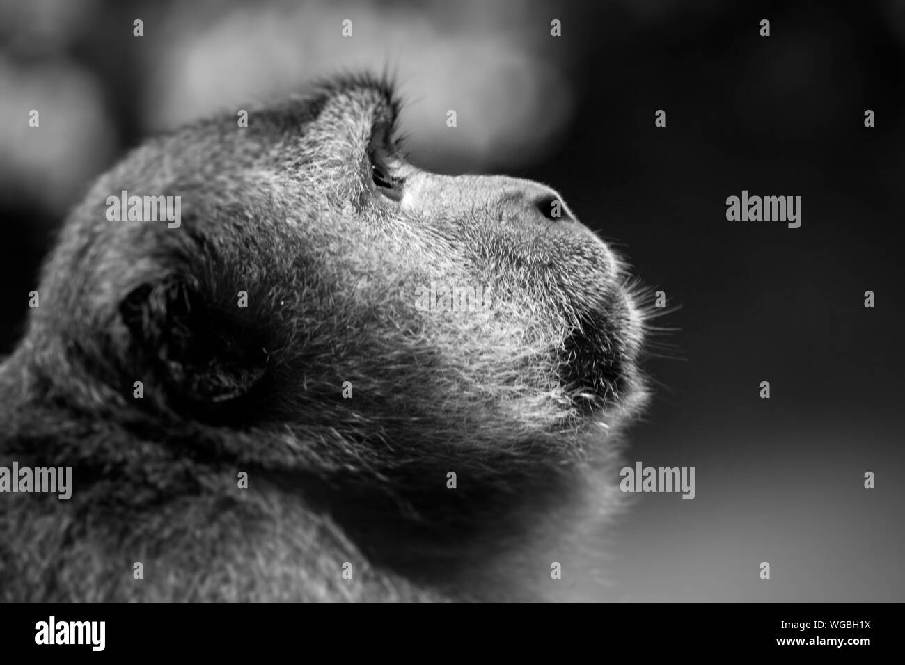 Monkey side view Black and White Stock Photos & Images - Alamy