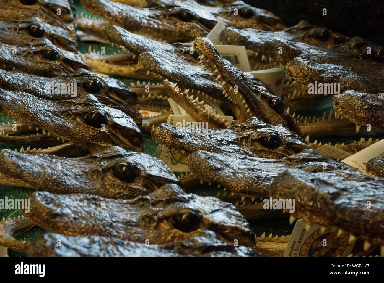 Alligator heads hi-res stock photography and images - Alamy