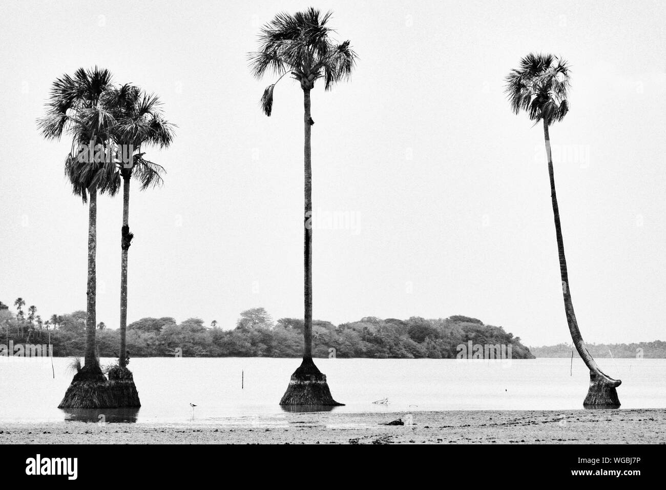 Palm Trees In Bay Stock Photo - Alamy
