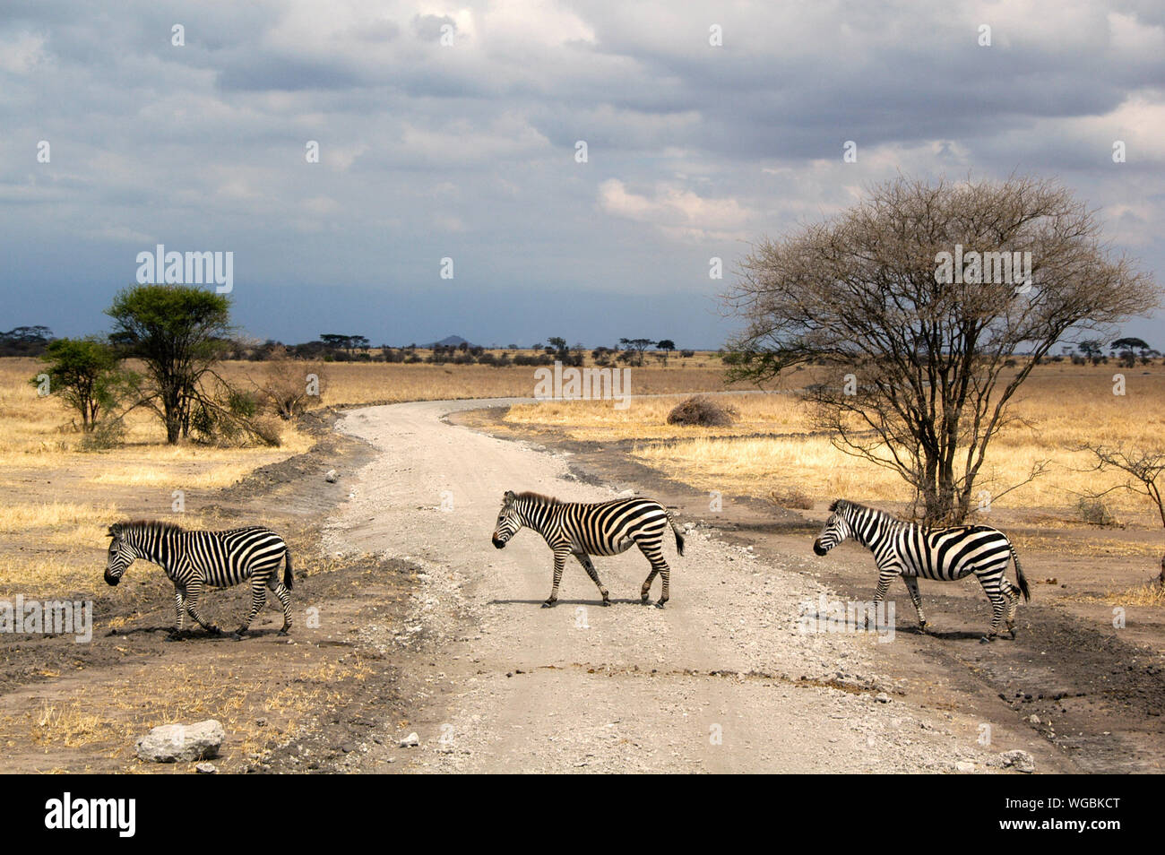 Zebras Crossing Road High Resolution Stock Photography and Images - Alamy