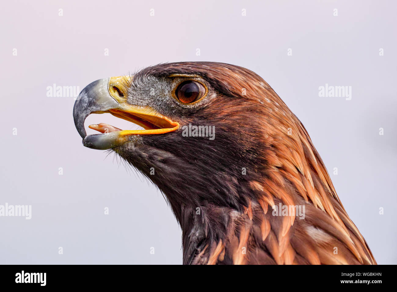 Eagle looking very strong and fierce Stock Photo - Alamy