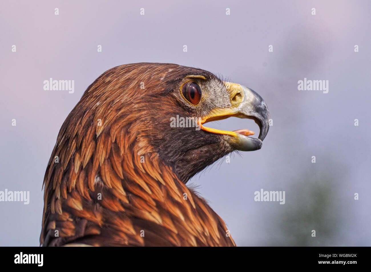 Eagle looking very strong and fierce Stock Photo - Alamy