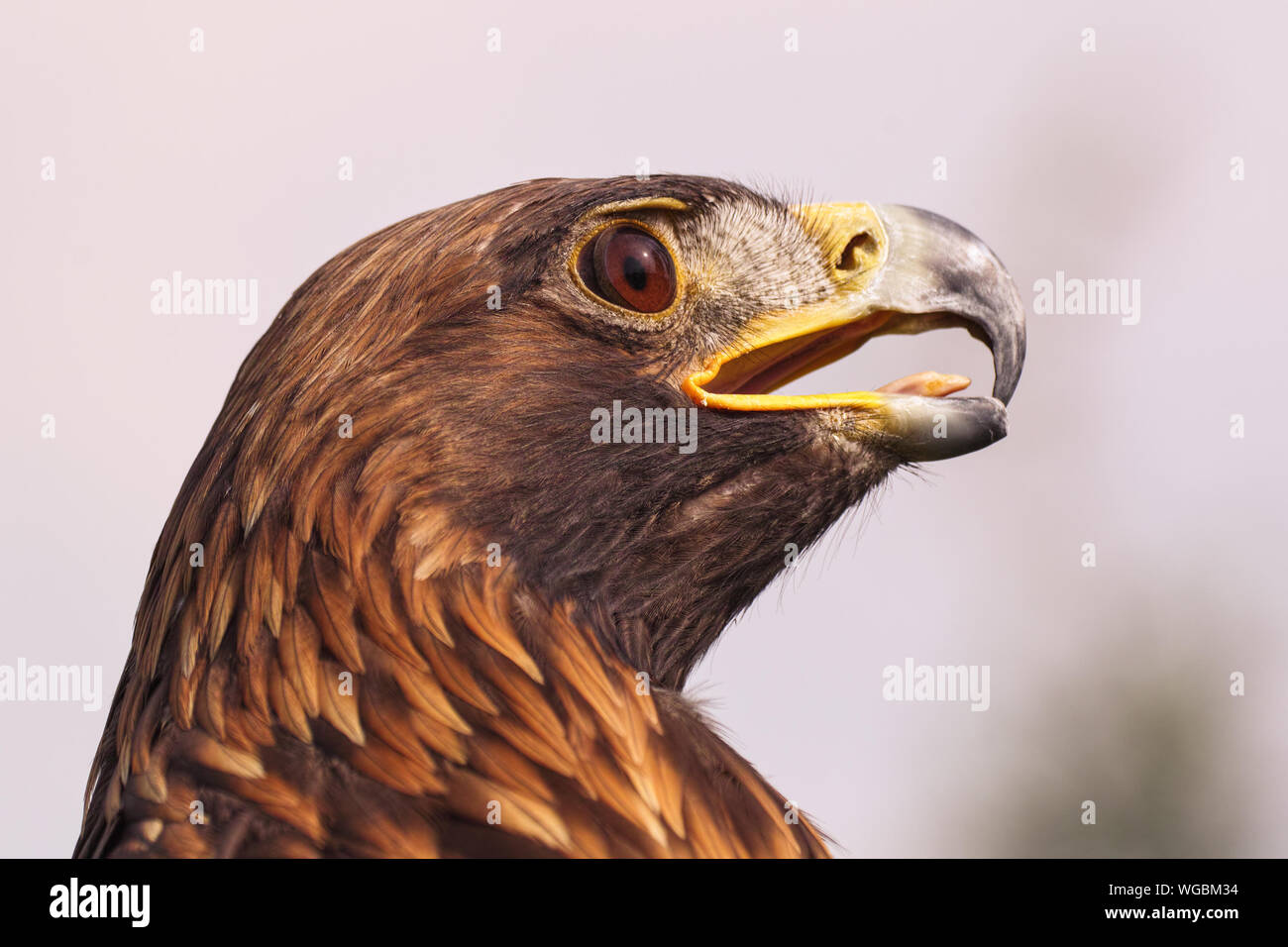 Golden eagle aquila chrysaetus eagle hi-res stock photography and ...