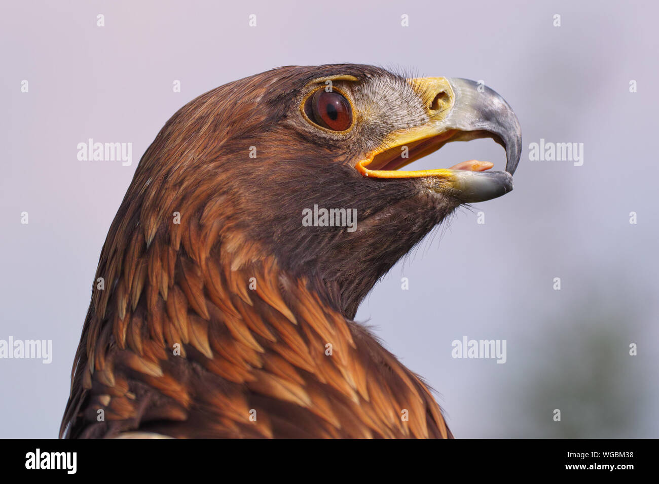 Golden eagle aquila chrysaetus bird hi-res stock photography and images ...
