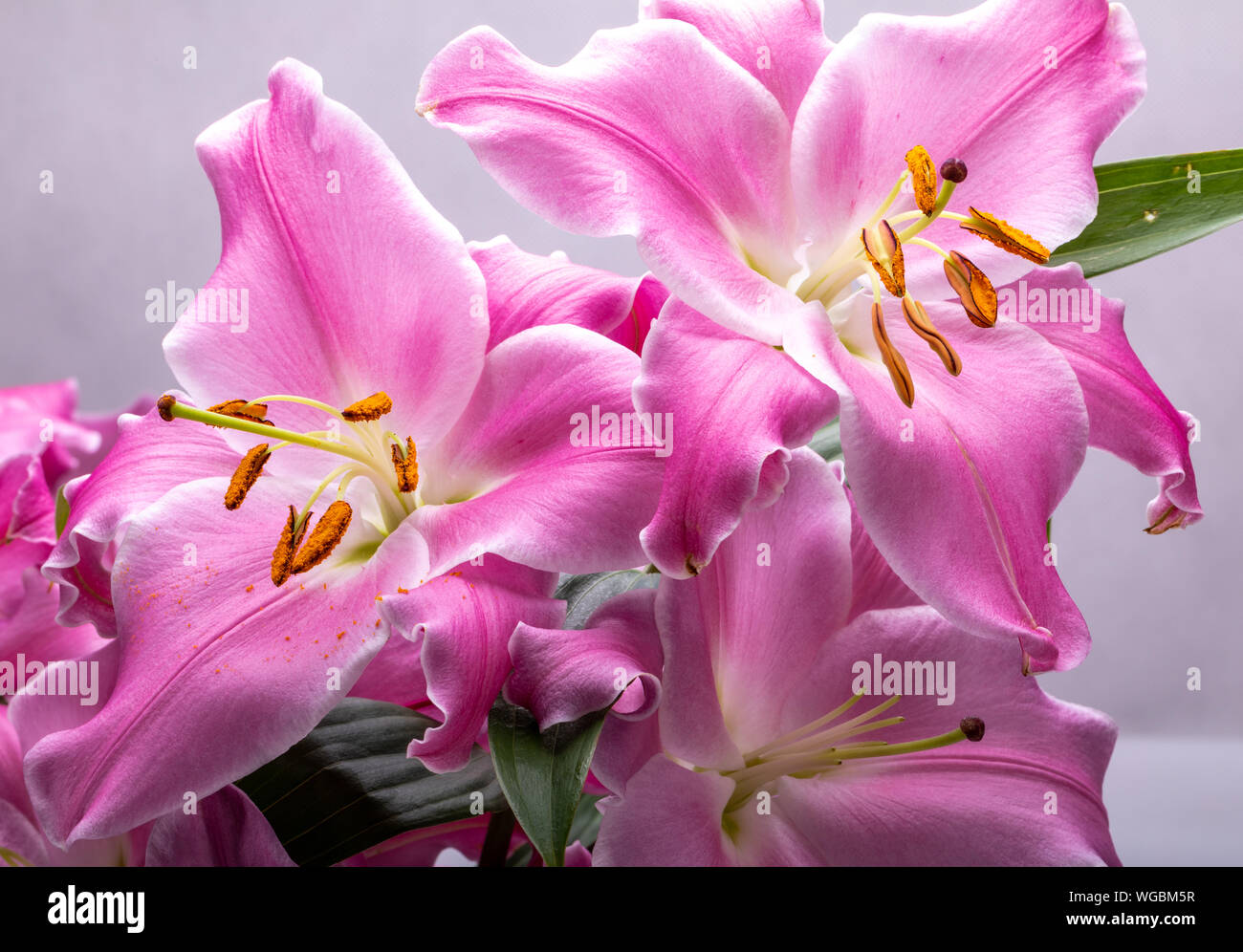 Close-up of pink liles flowers. Common names for species in this genus ...