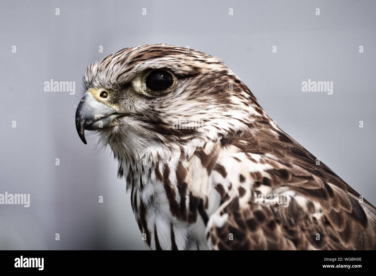 Peregrine falcon portrait close up bird Stock Photo - Alamy