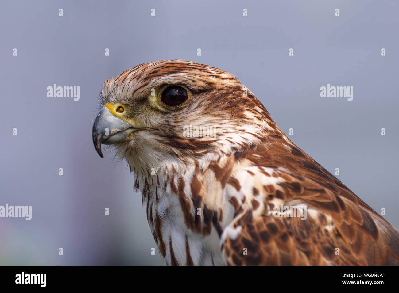 Peregrine falcon portrait close up bird Stock Photo - Alamy