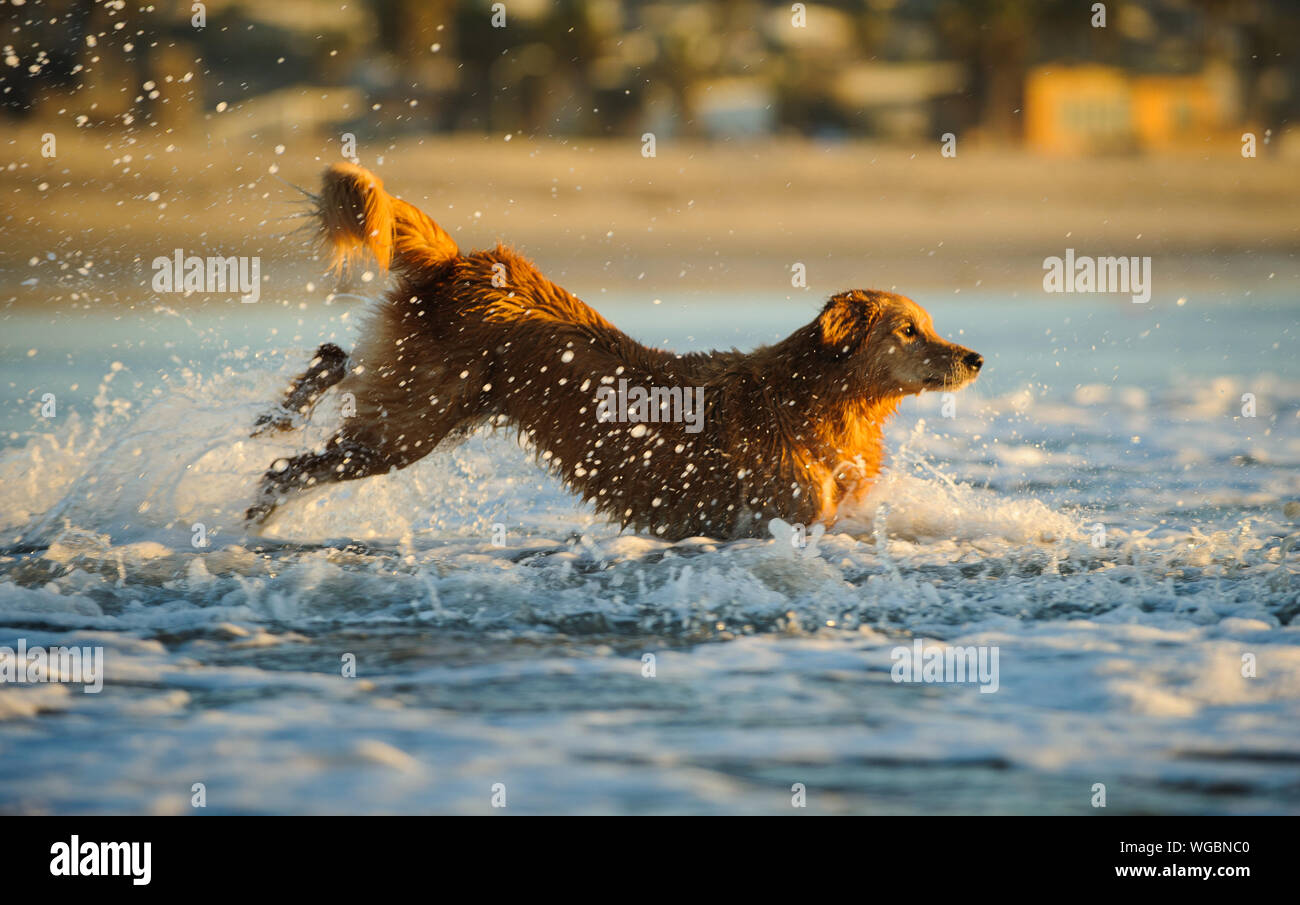 Splashing dog hi-res stock photography and images - Alamy