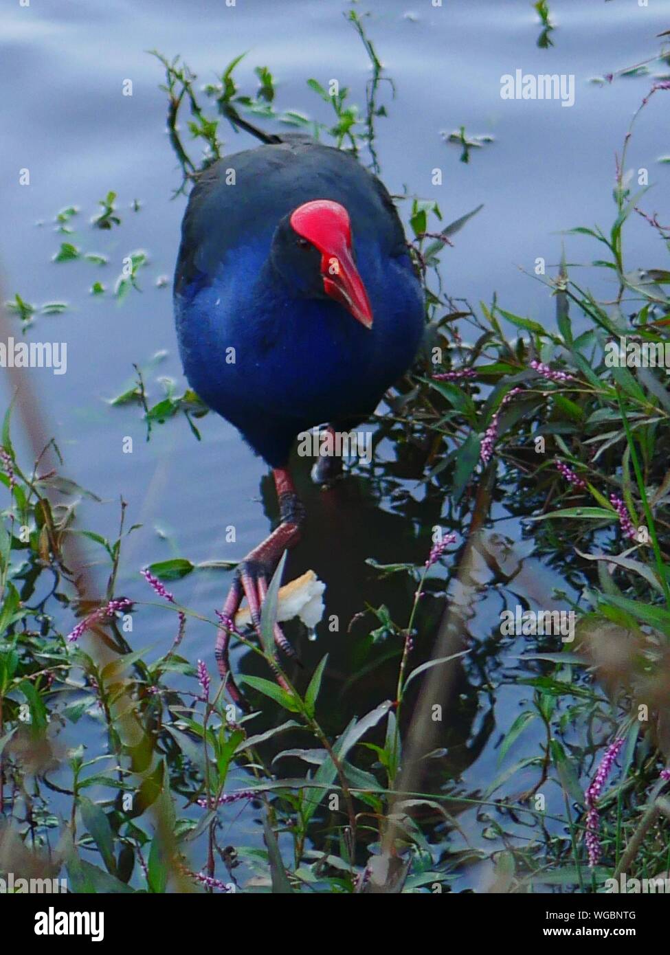 Pukeko wildlife hi-res stock photography and images - Alamy