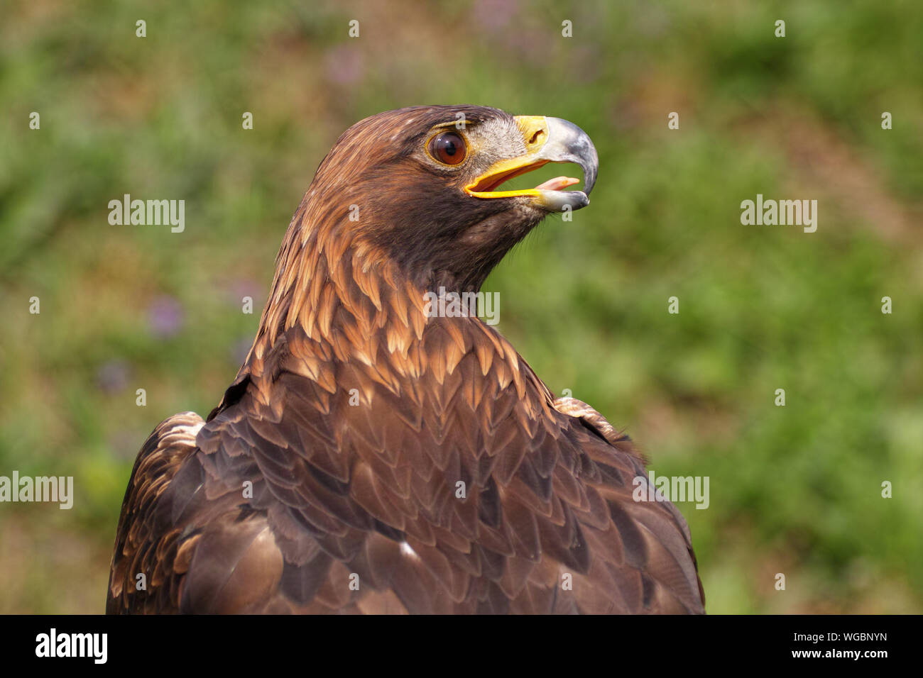 Eagle looking very strong and fierce Stock Photo - Alamy