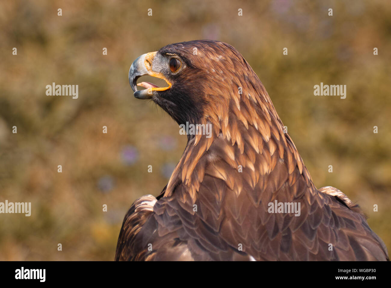 Eagle looking very strong and fierce Stock Photo - Alamy