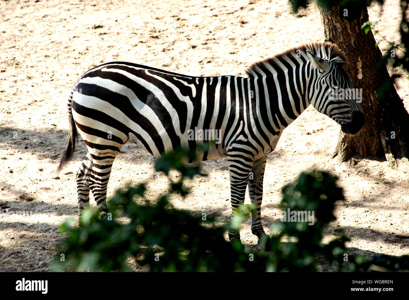Wild animals and nature Stock Photo - Alamy