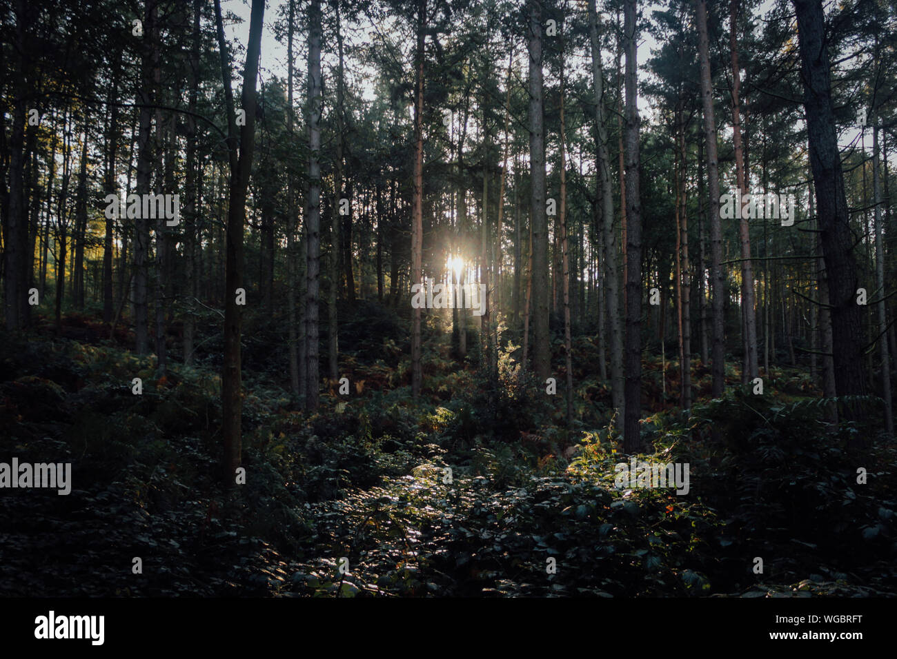 Sun Shining Through Trees Stock Photo - Alamy