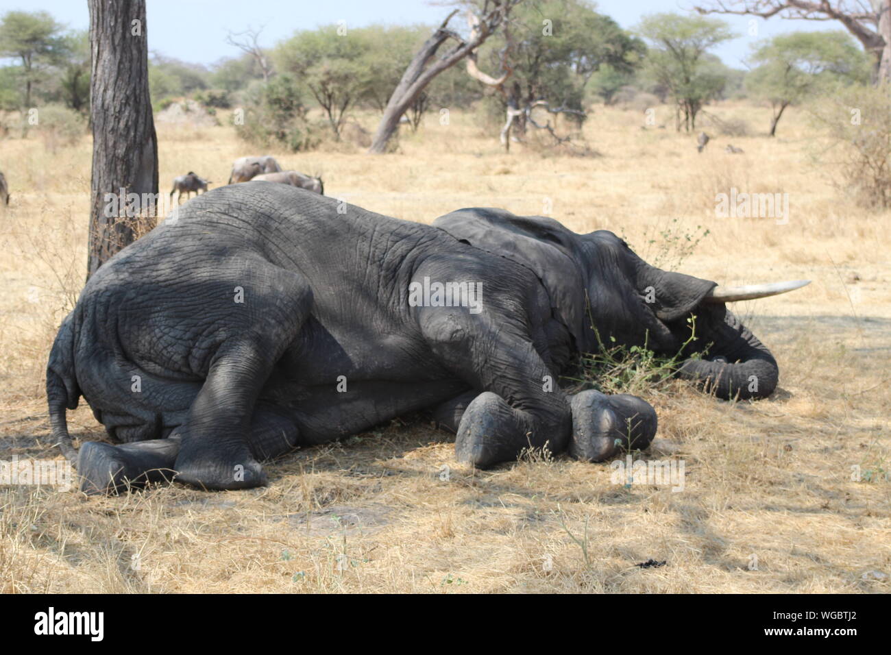 Sleeping elephant hi-res stock photography and images - Alamy
