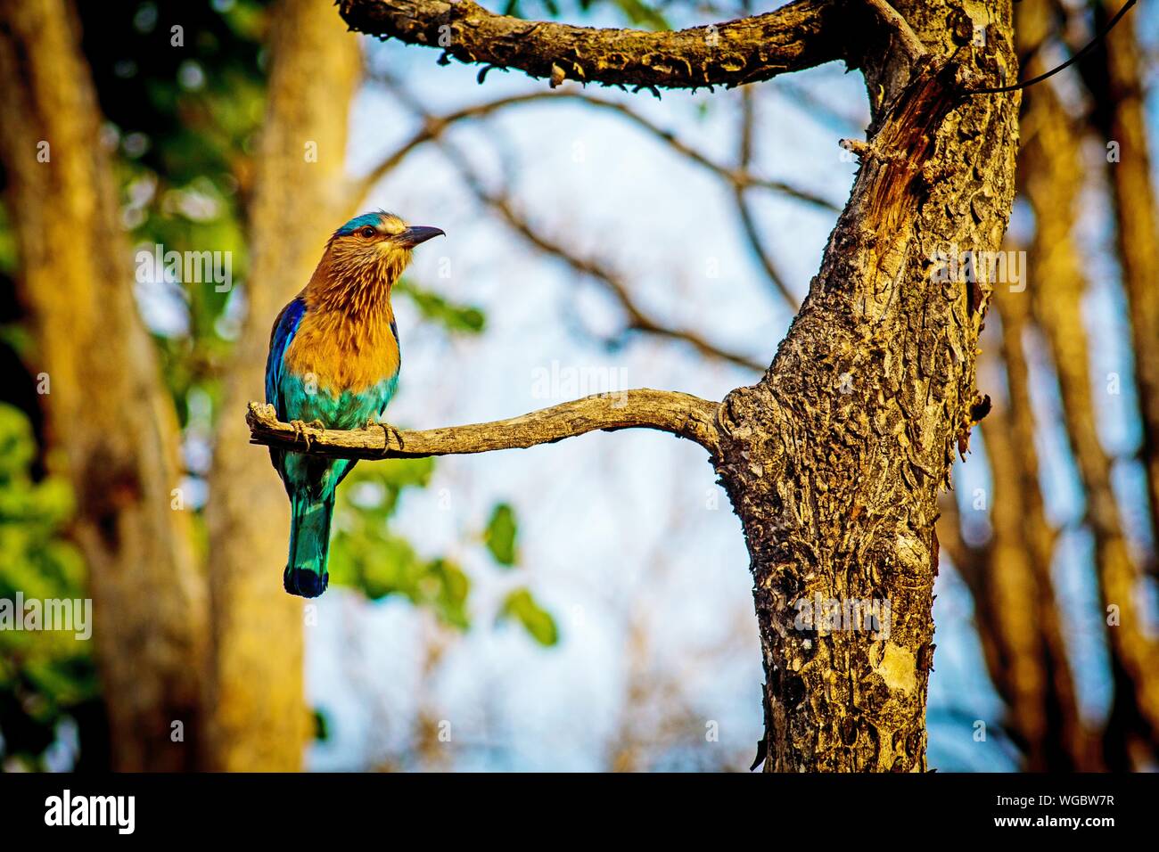 Indian roller bird hi-res stock photography and images - Alamy