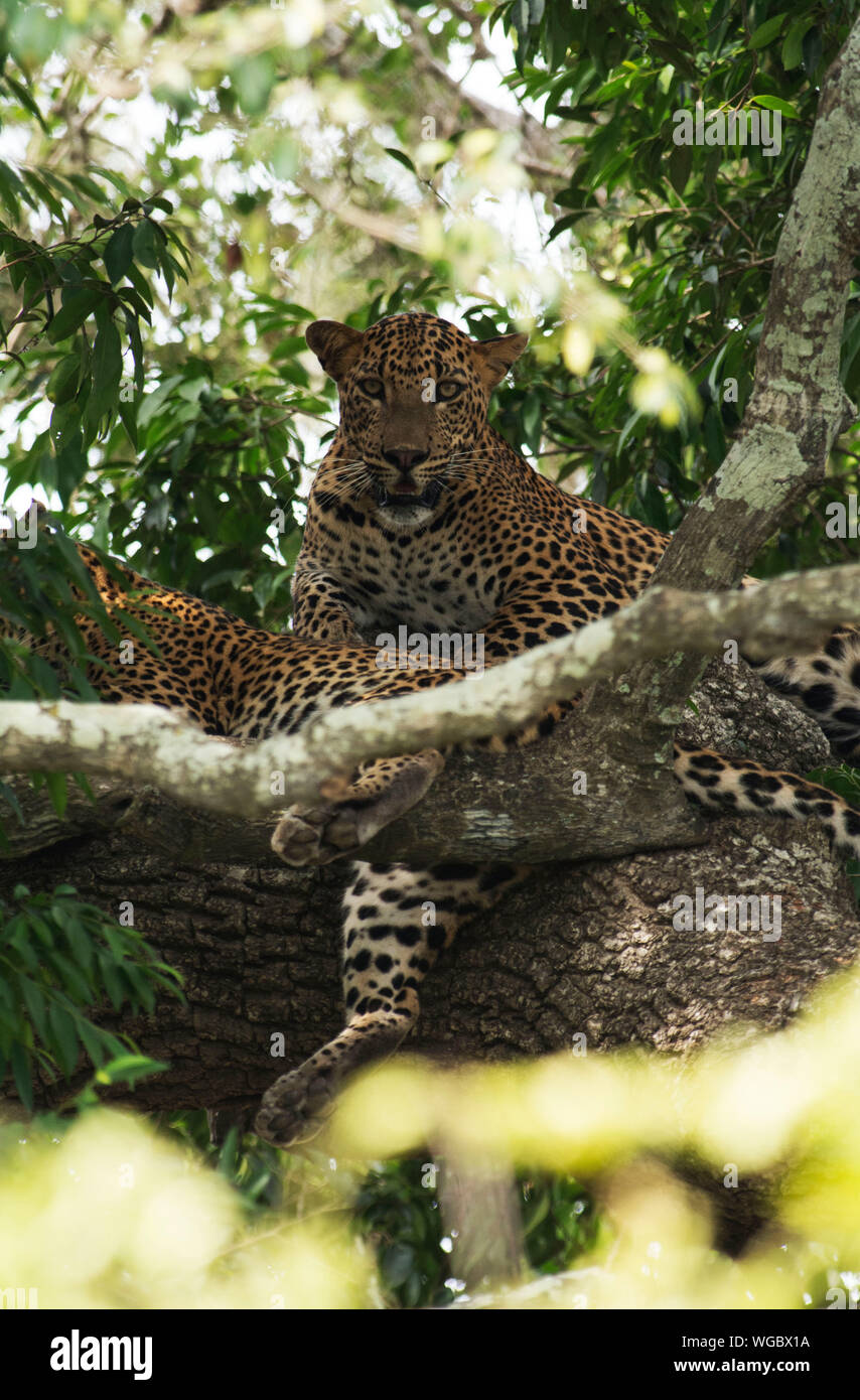 Relaxing leopards hi-res stock photography and images - Alamy