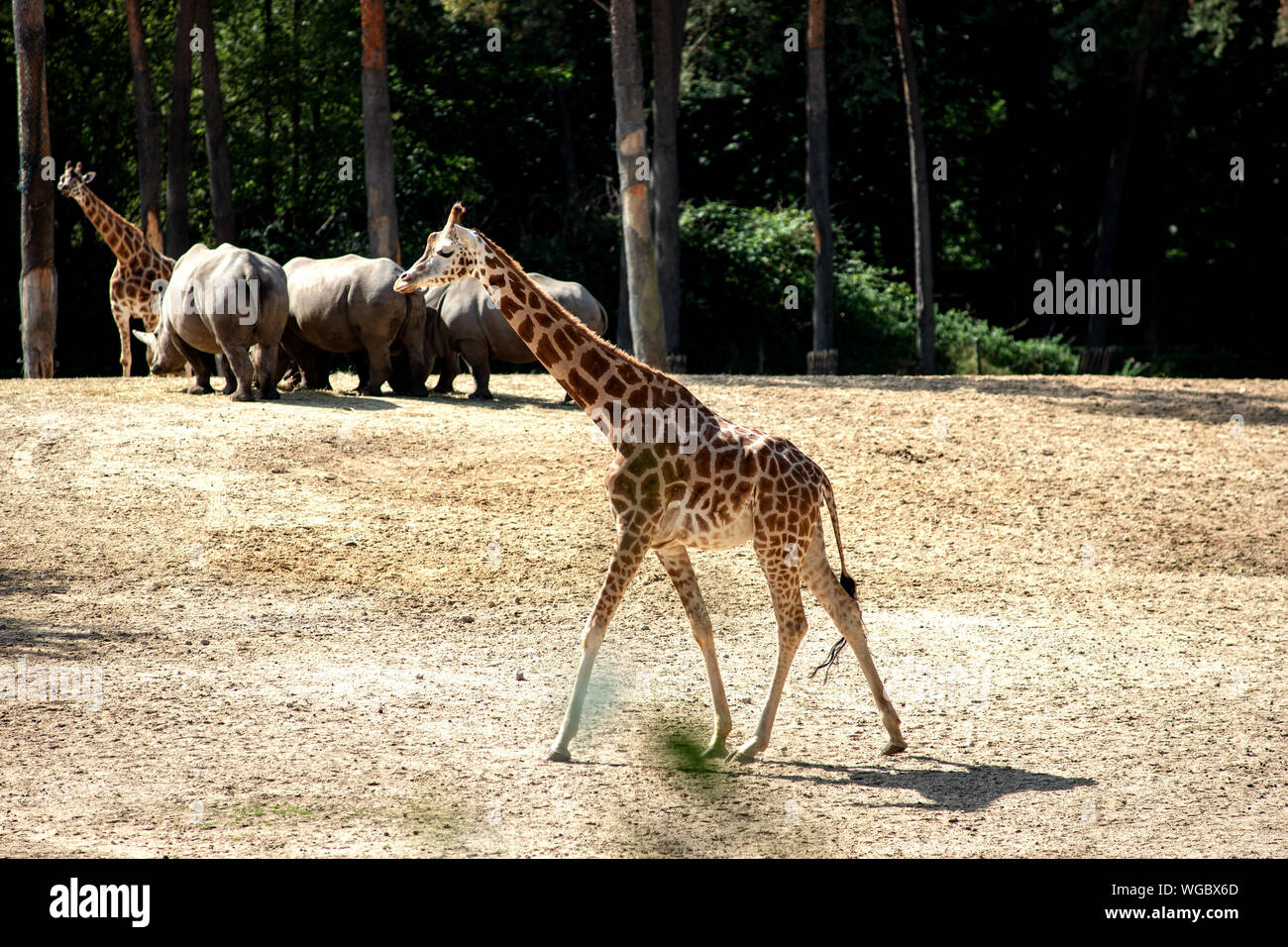 Wild animals and nature Stock Photo - Alamy