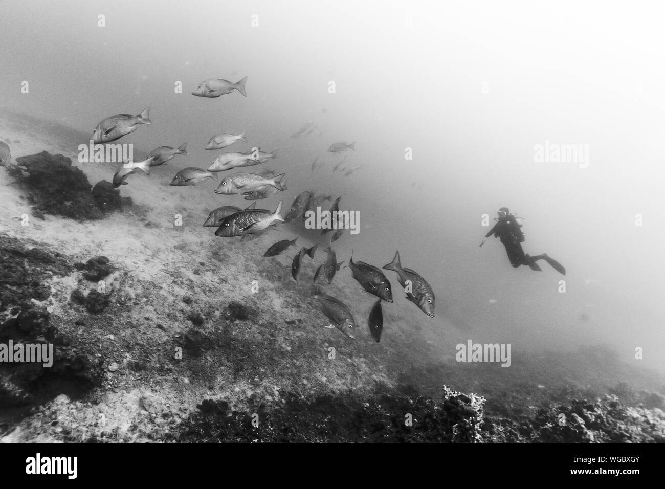 Bottom fish hi-res stock photography and images - Alamy