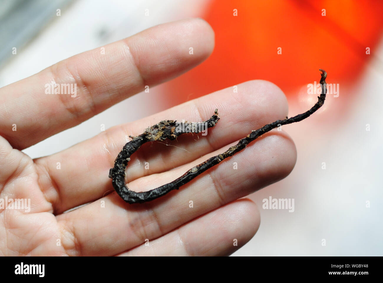 Dead earthworm hi-res stock photography and images - Alamy