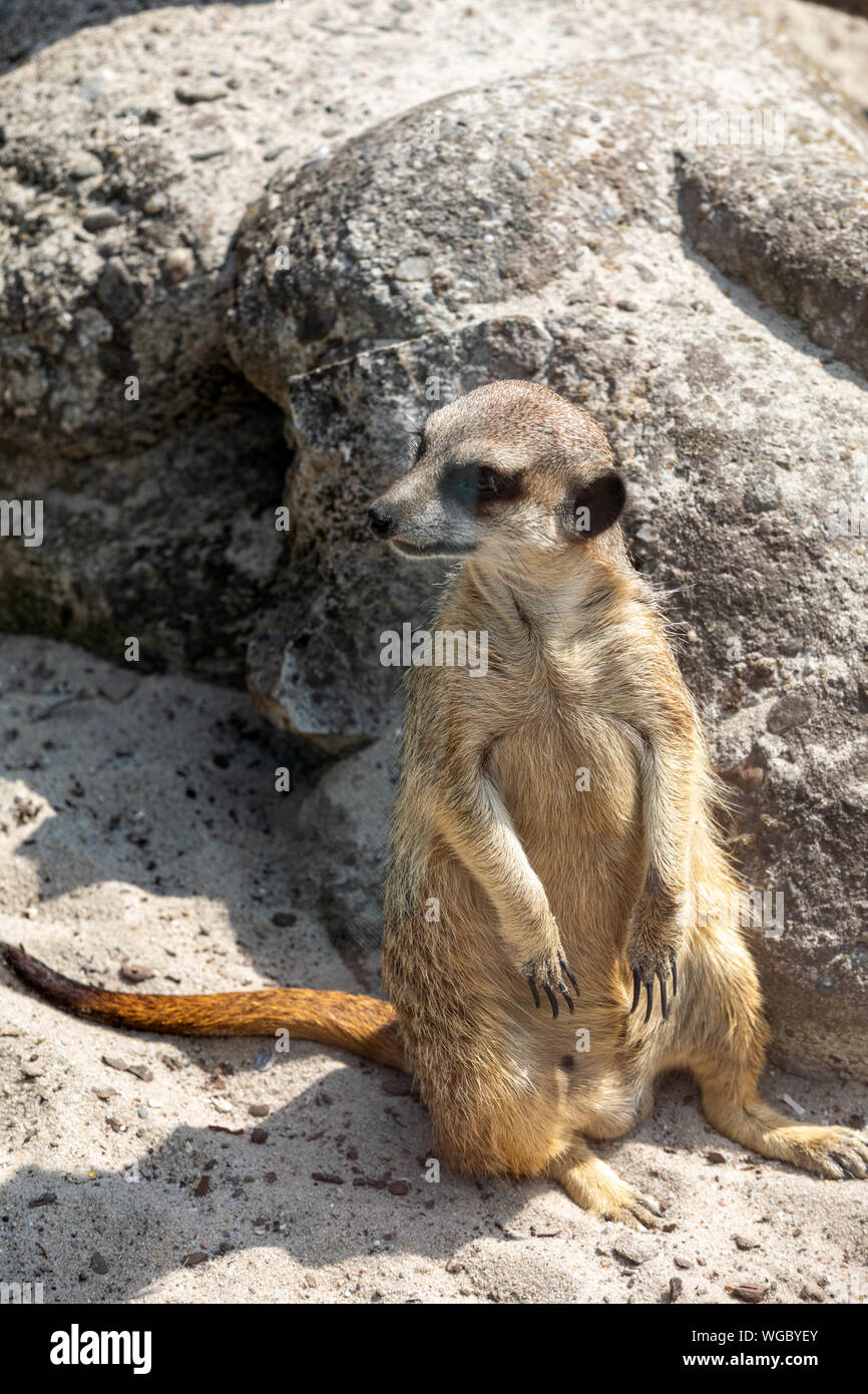 Suricata suricatta know as Meerkat basks in the sun Stock Photo - Alamy