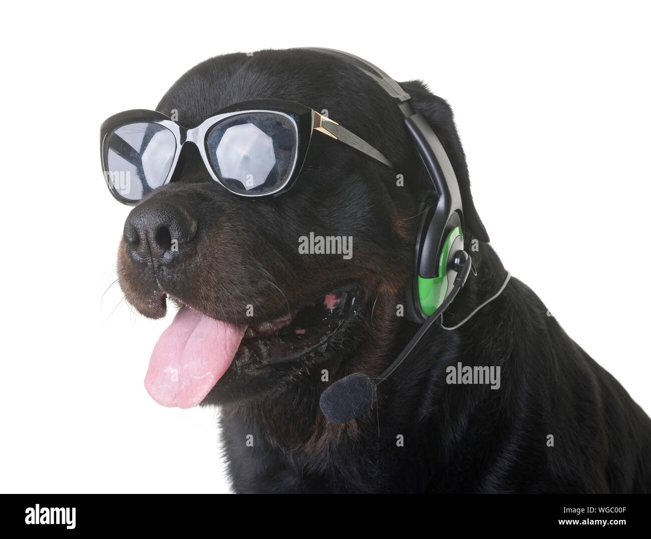 Cool Dog Wearing Headphones | atelier-yuwa.ciao.jp
