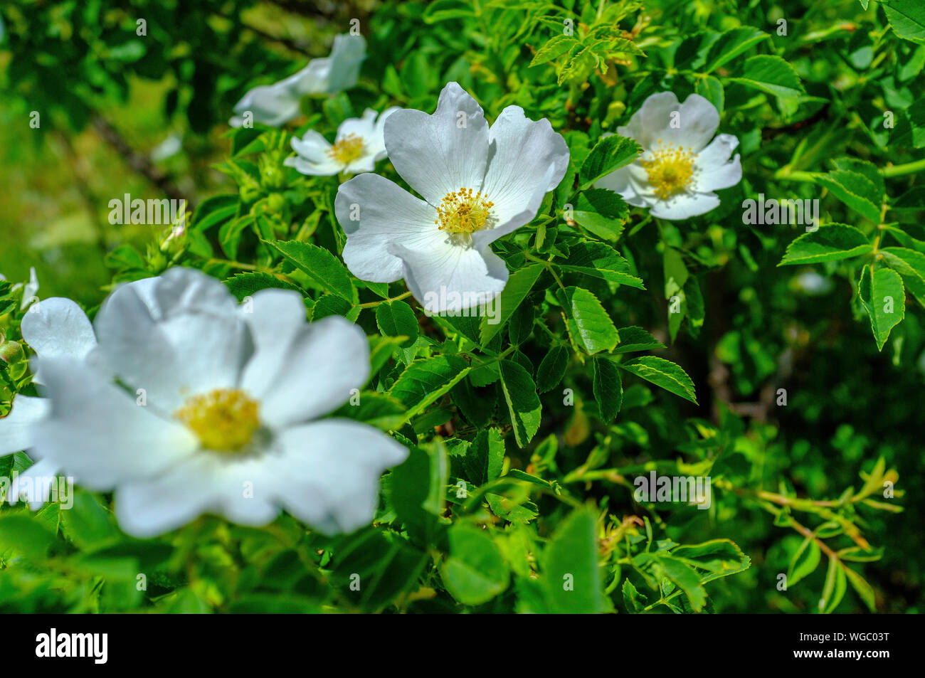 Rosehip flowers hi-res stock photography and images - Alamy