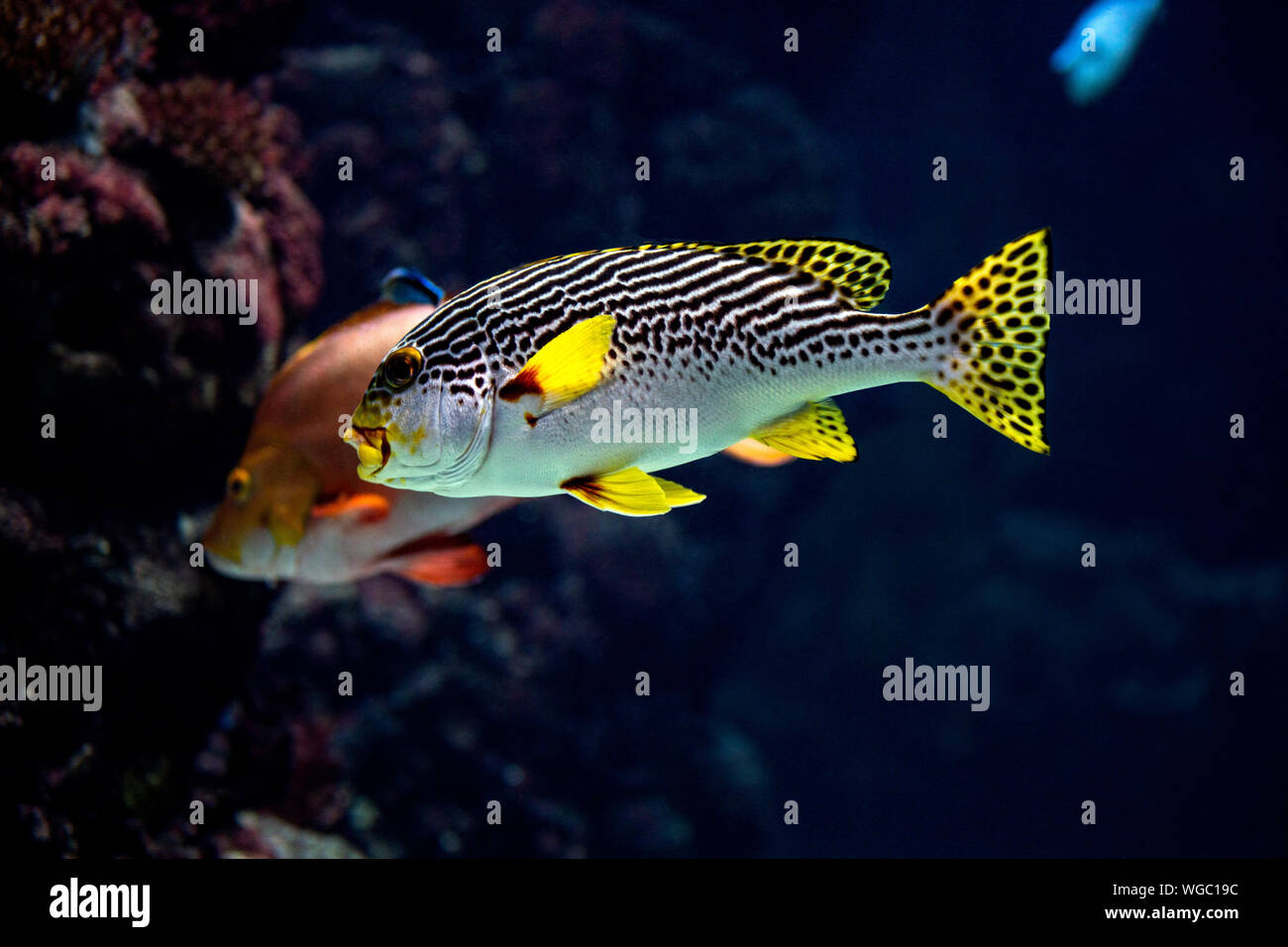Wild animals and nature Stock Photo - Alamy